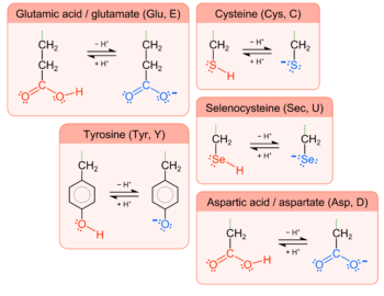 4.3 Polyprotic Acids and Bases – Principles of Chemistry